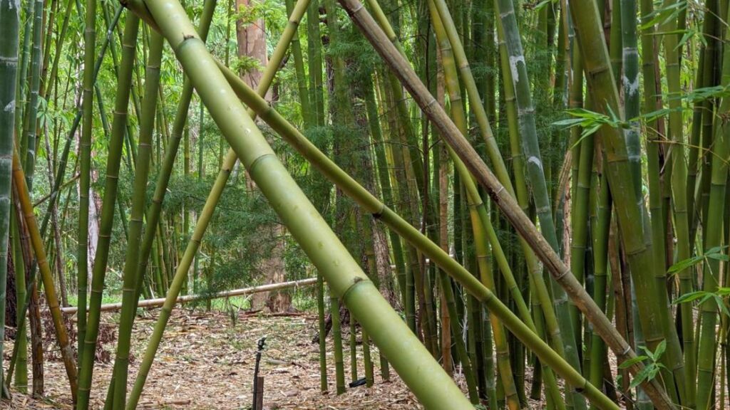 Australian Bamboo Plantations