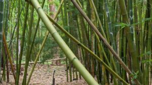Australian Bamboo Plantations