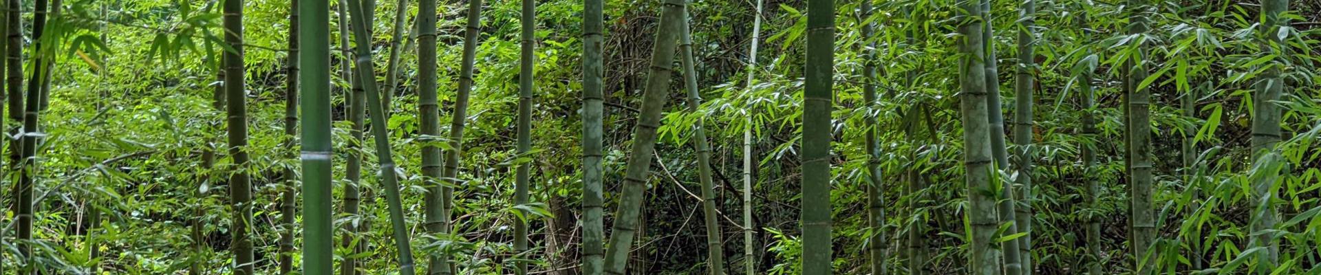 Projects – Australian Bamboo Plantations