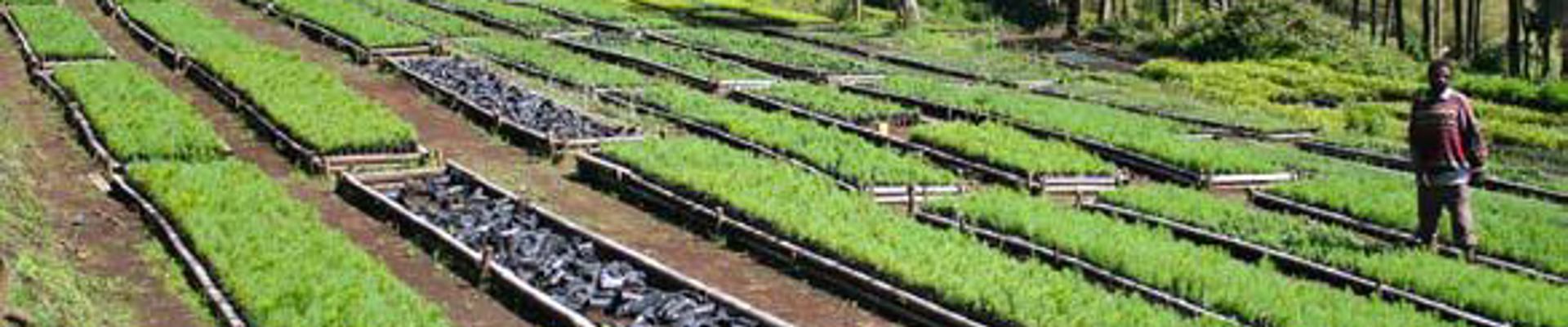 Projects - Australian Bamboo Plantations